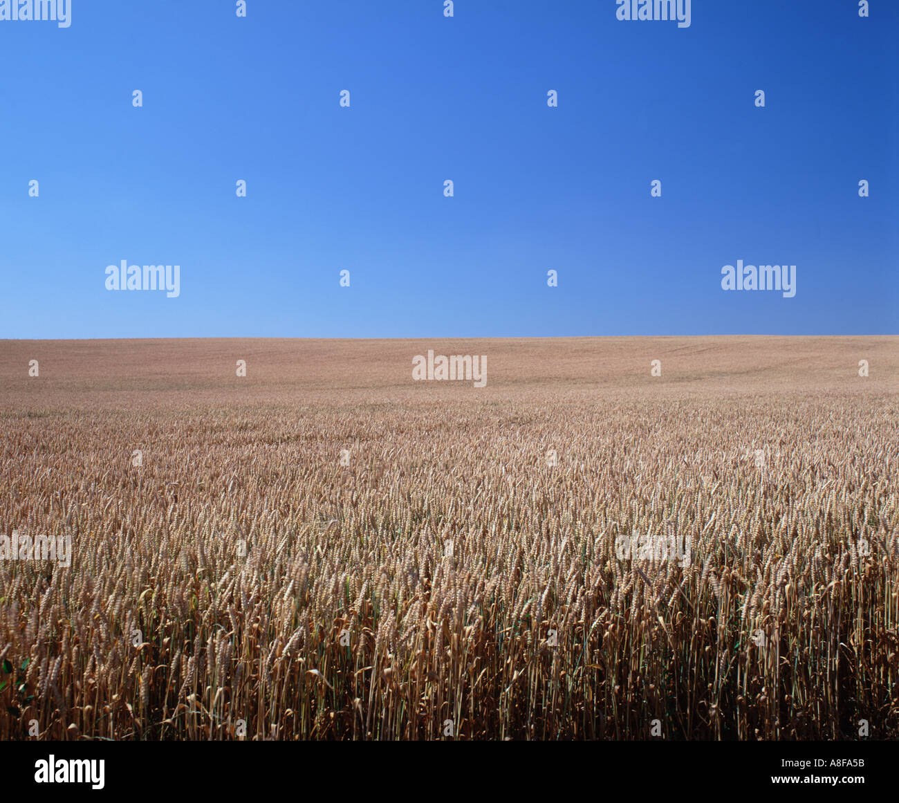 Field wheat france hi-res stock photography and images - Alamy