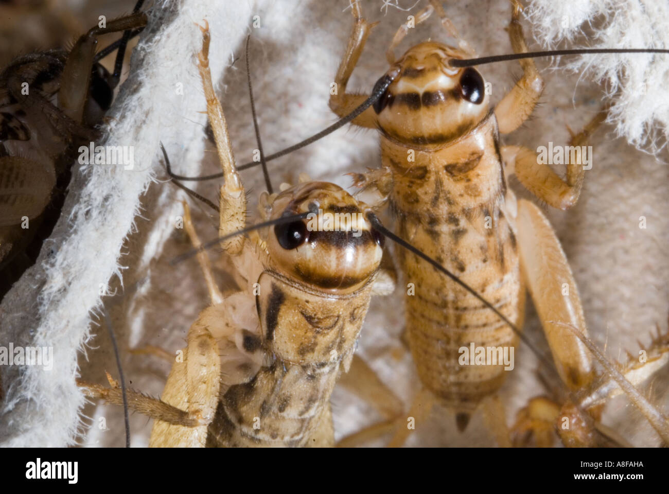 house cricket crickets Gryllidae Gryllinae Gryllus Heimchen Acheta ...