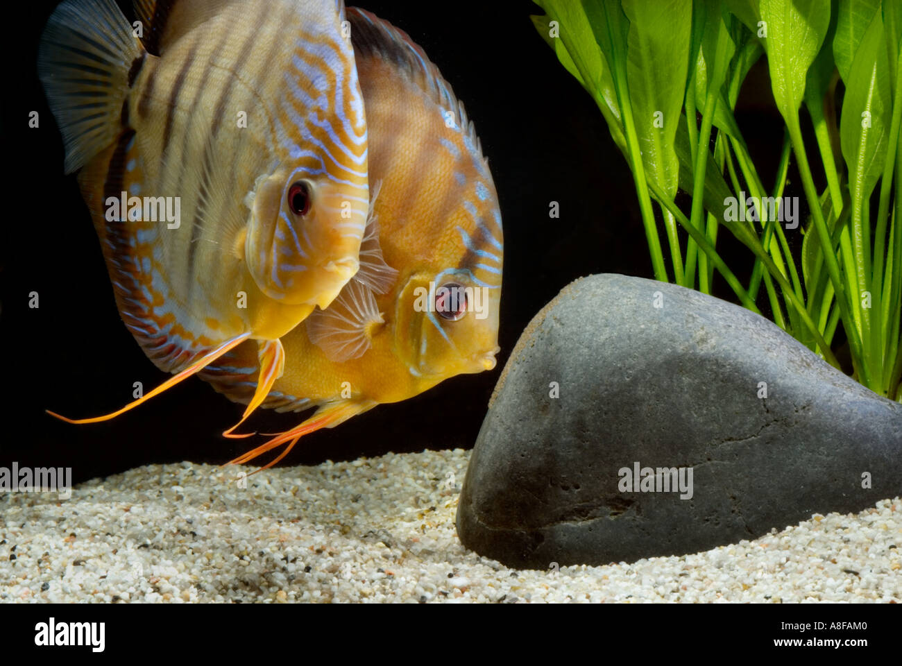 Discus fish tropical aequifasciata hi-res stock photography and images ...