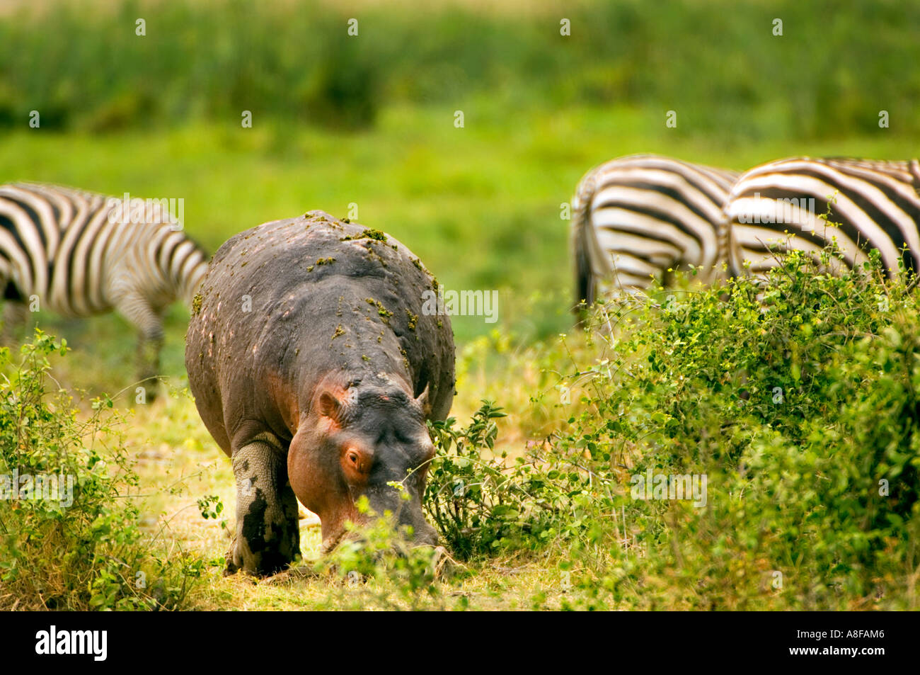 hippopotamus hippo and zebra browse browsing graze Tsavo west East ...