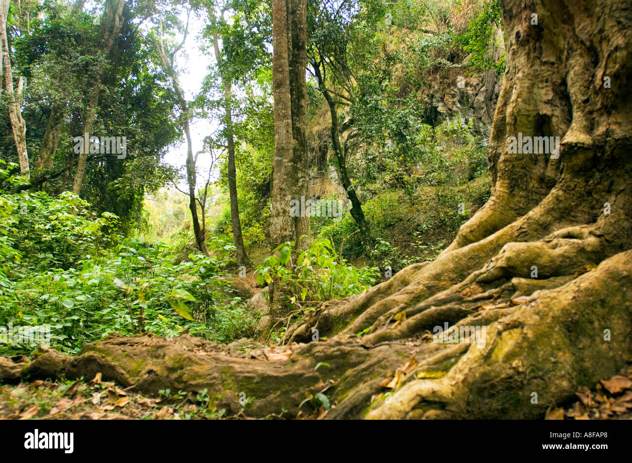 JUNGLE The dry river bed riverbed river bottom of NALEMORU RIVER ...