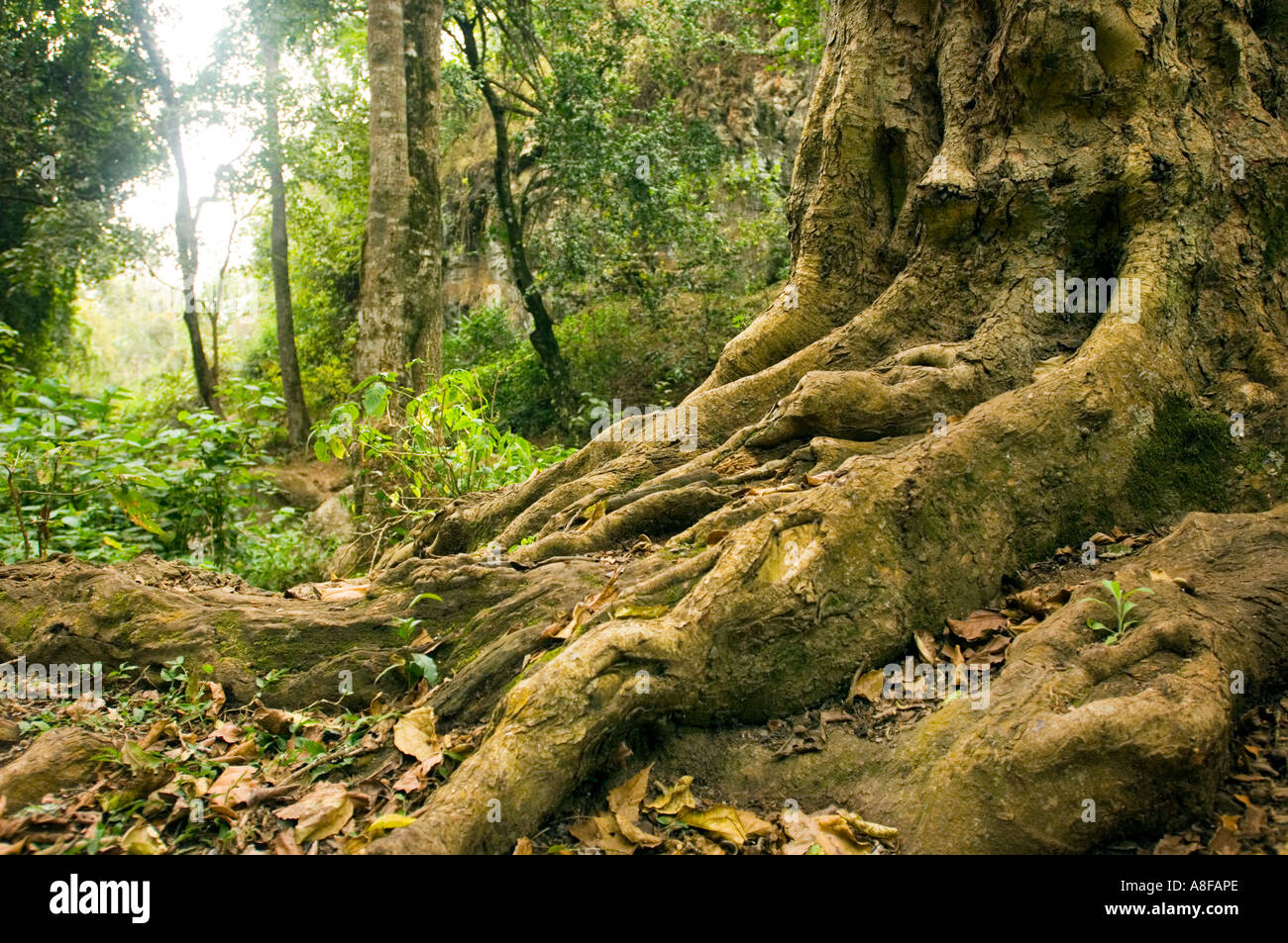 JUNGLE The dry river bed riverbed river bottom of NALEMORU RIVER ...