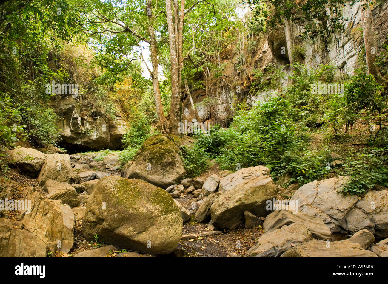 JUNGLE The dry river bed riverbed river bottom of NALEMORU RIVER ...