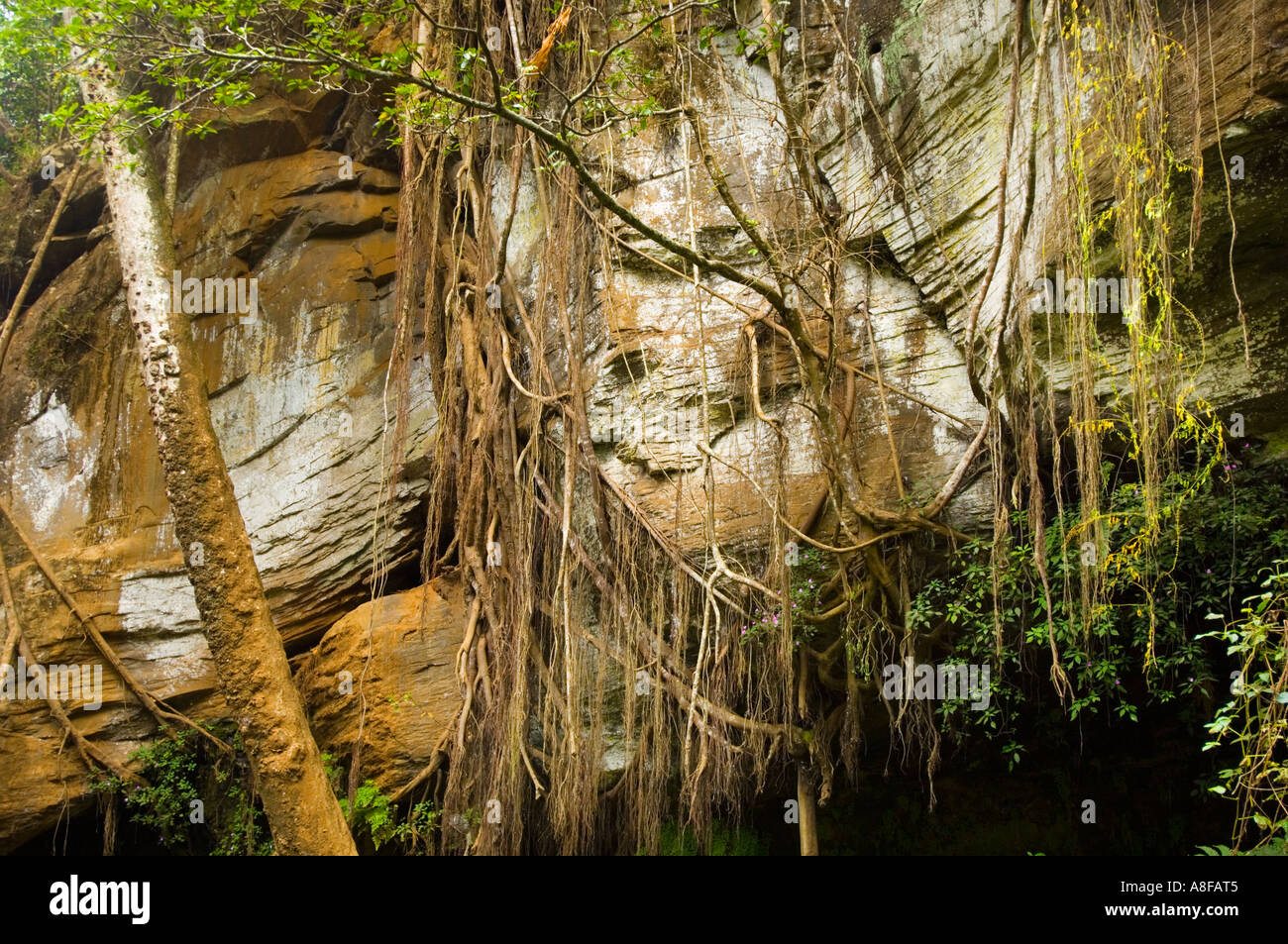 JUNGLE The dry river bed riverbed river bottom of NALEMORU RIVER ...