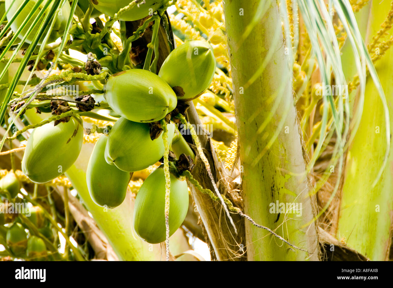 coconuts coco nut fruits blossom flowering halfripe half ripe green ...