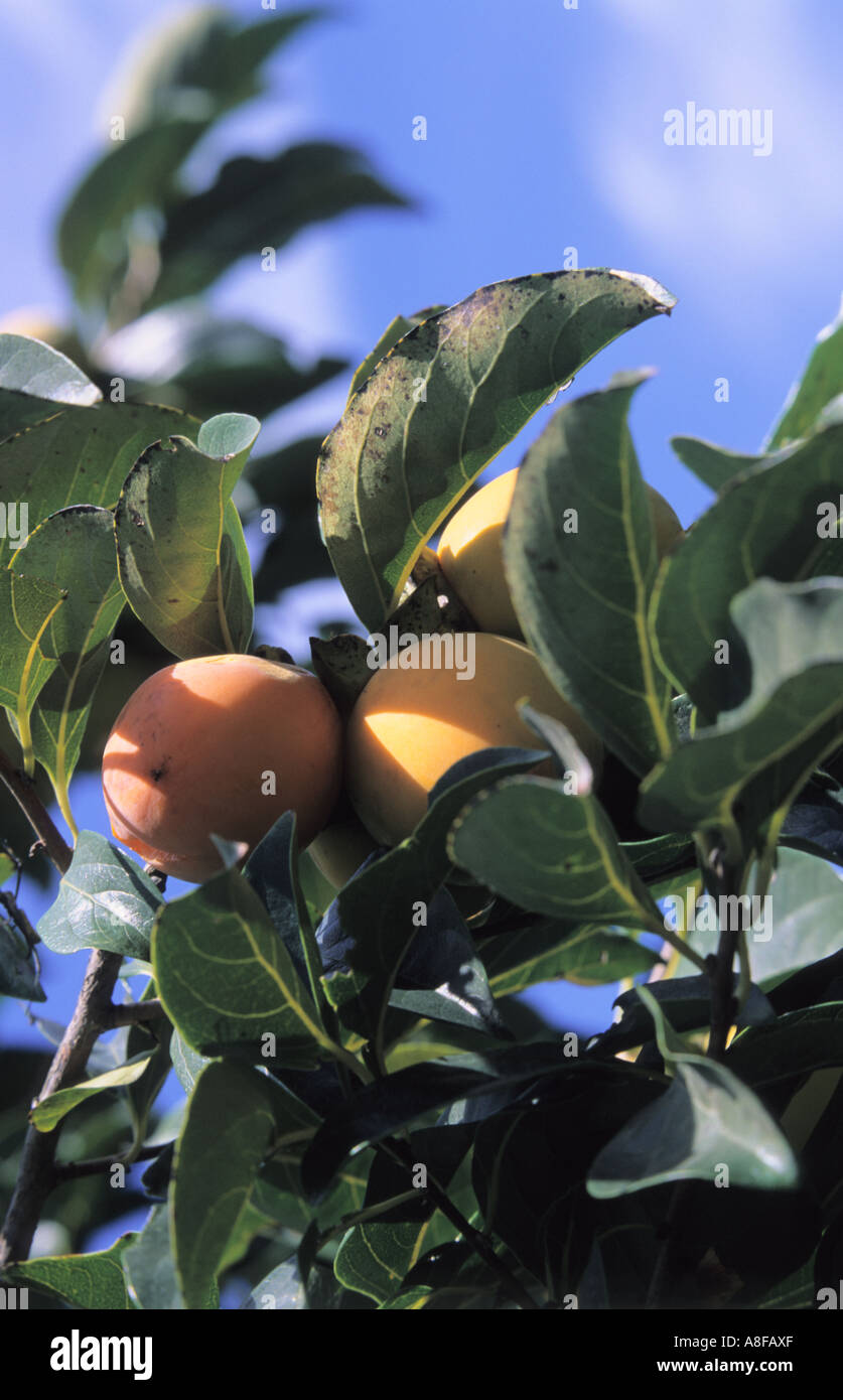 Tree fruits asia hi-res stock photography and images - Alamy