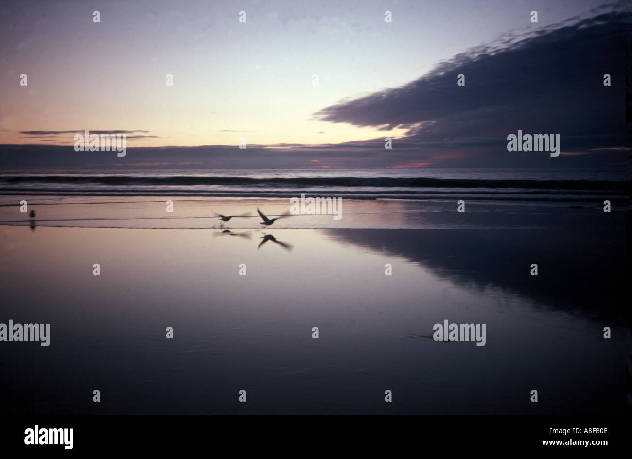 Blue and Purple Sunset over water and Beach with sea birds Mission ...