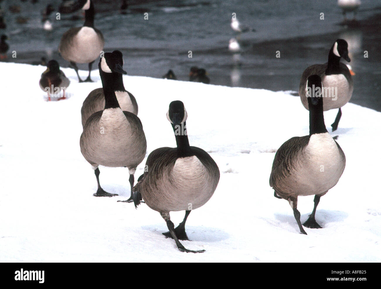 Multiple canada geese hi-res stock photography and images - Alamy