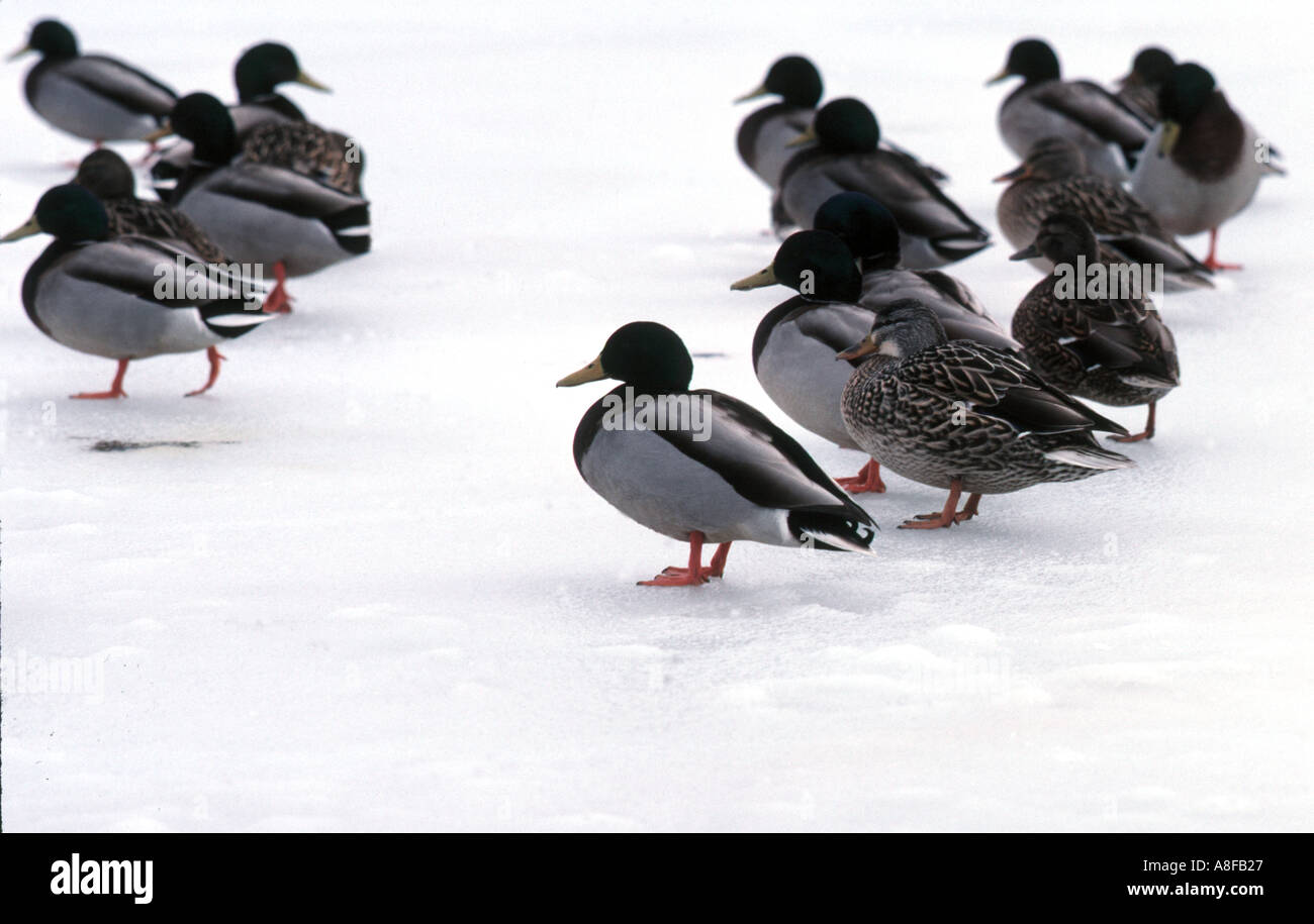 Ducksters