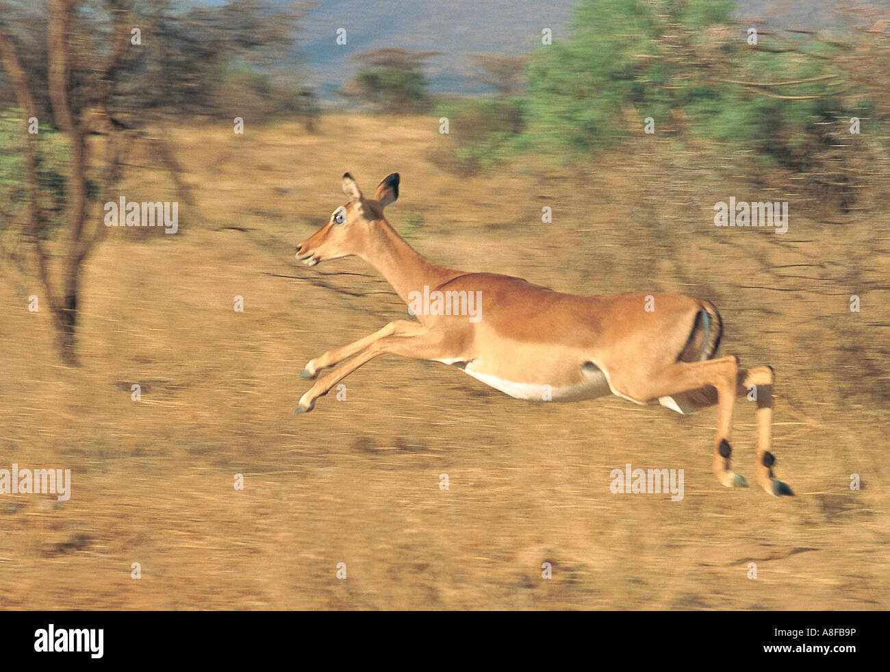 Female Impala leaping Samburu Natinal Reserve Kenya Stock Photo - Alamy
