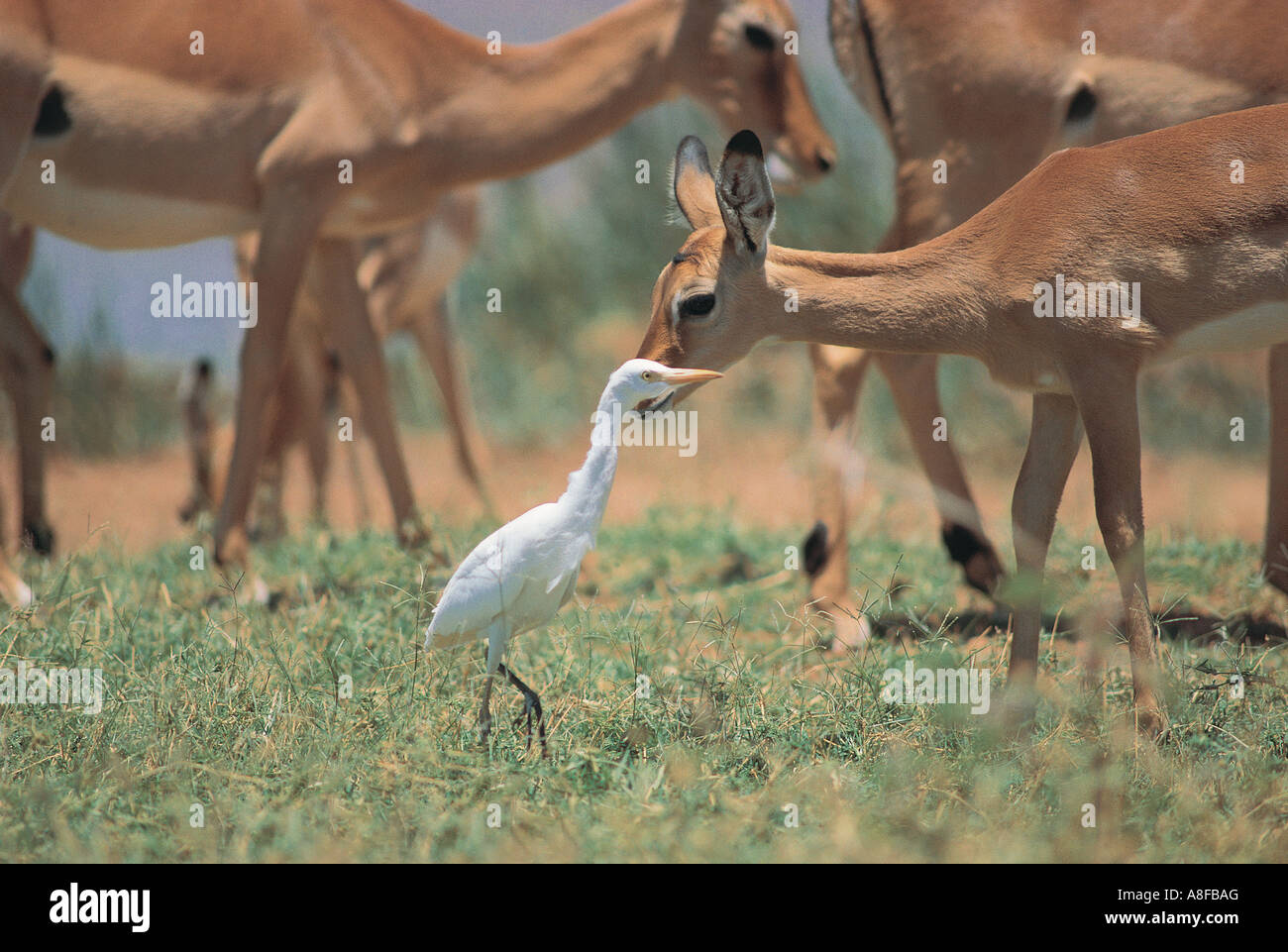 Young Impala grazing close to Yellow billed Egret Samburu National ...