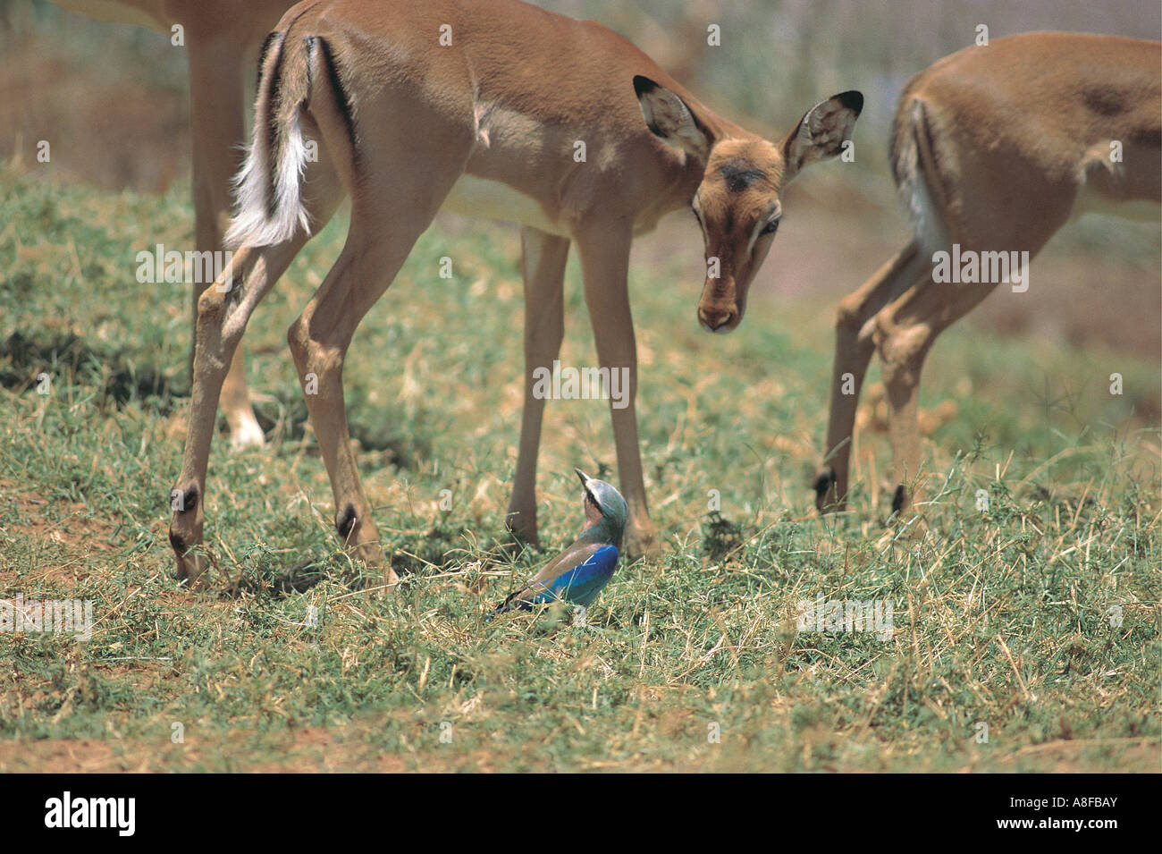 Young lilac breasted roller hi-res stock photography and images - Alamy