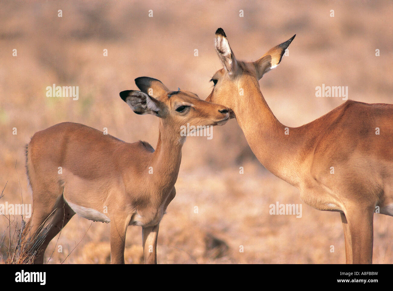 Young male Impala grooming the neck of adult female Samburu National ...