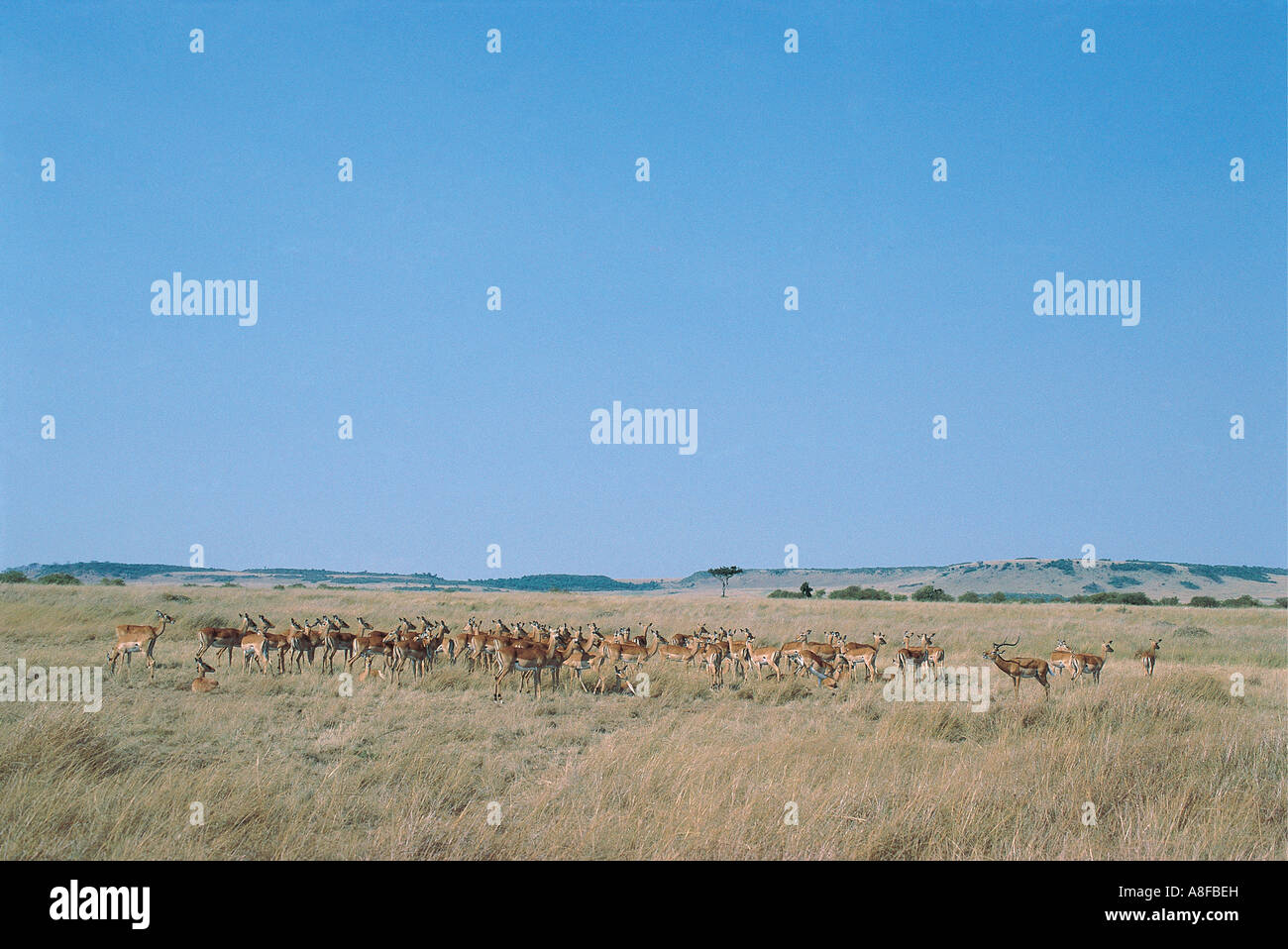 Male Impala calling to keep large harem of females together Masai Mara ...