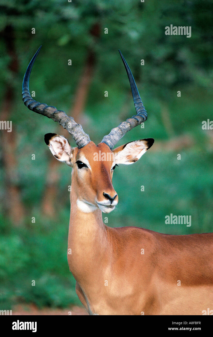 Portrait of male Impala with fine horns Samburu National Reserve Kenya ...