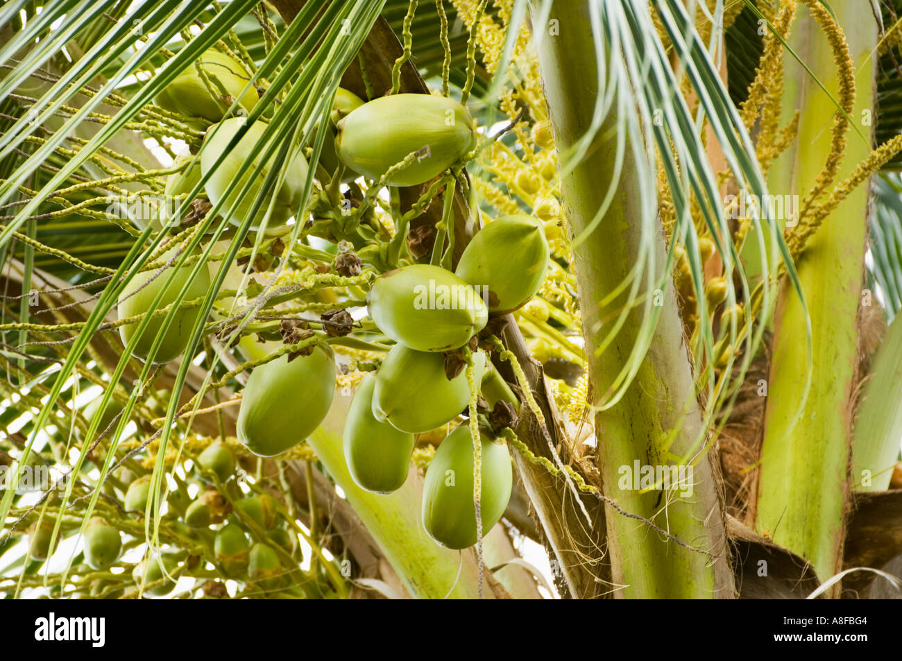 coconuts coco nut fruits blossom flowering halfripe half ripe green ...