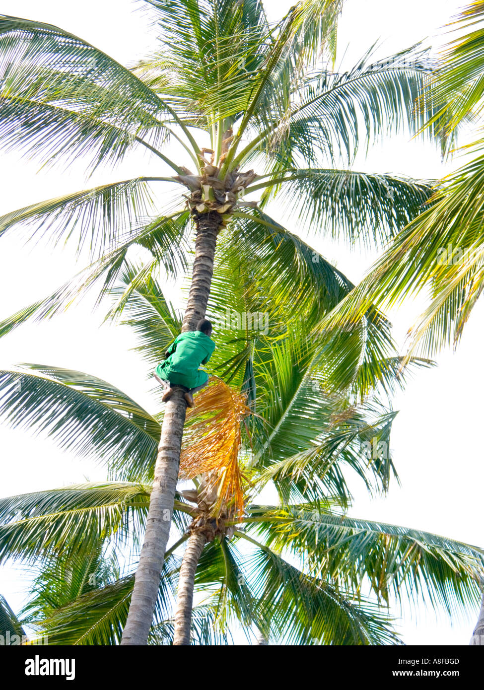 a coconut gardener is harvesting the coconut coco nut Kenya East Africa ...