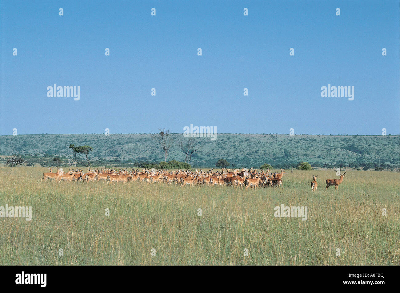 Male impala and harem hi-res stock photography and images - Alamy