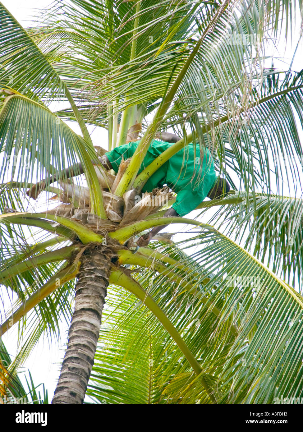 a coconut gardener is harvesting the coconut coco nut Kenya East Africa ...
