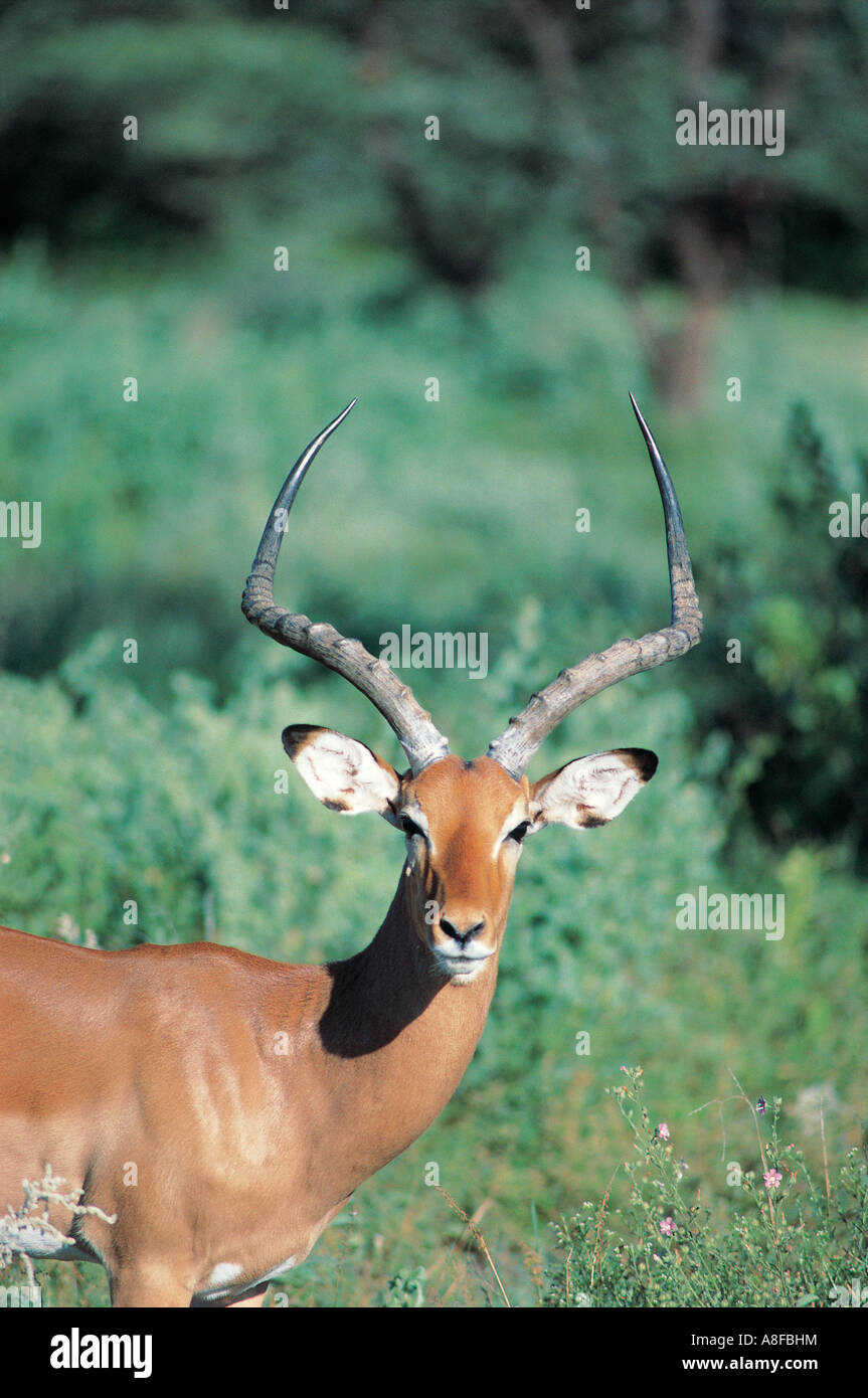 Portrait of male Impala with fine horns Samburu Natioinal Reserve Kenya ...