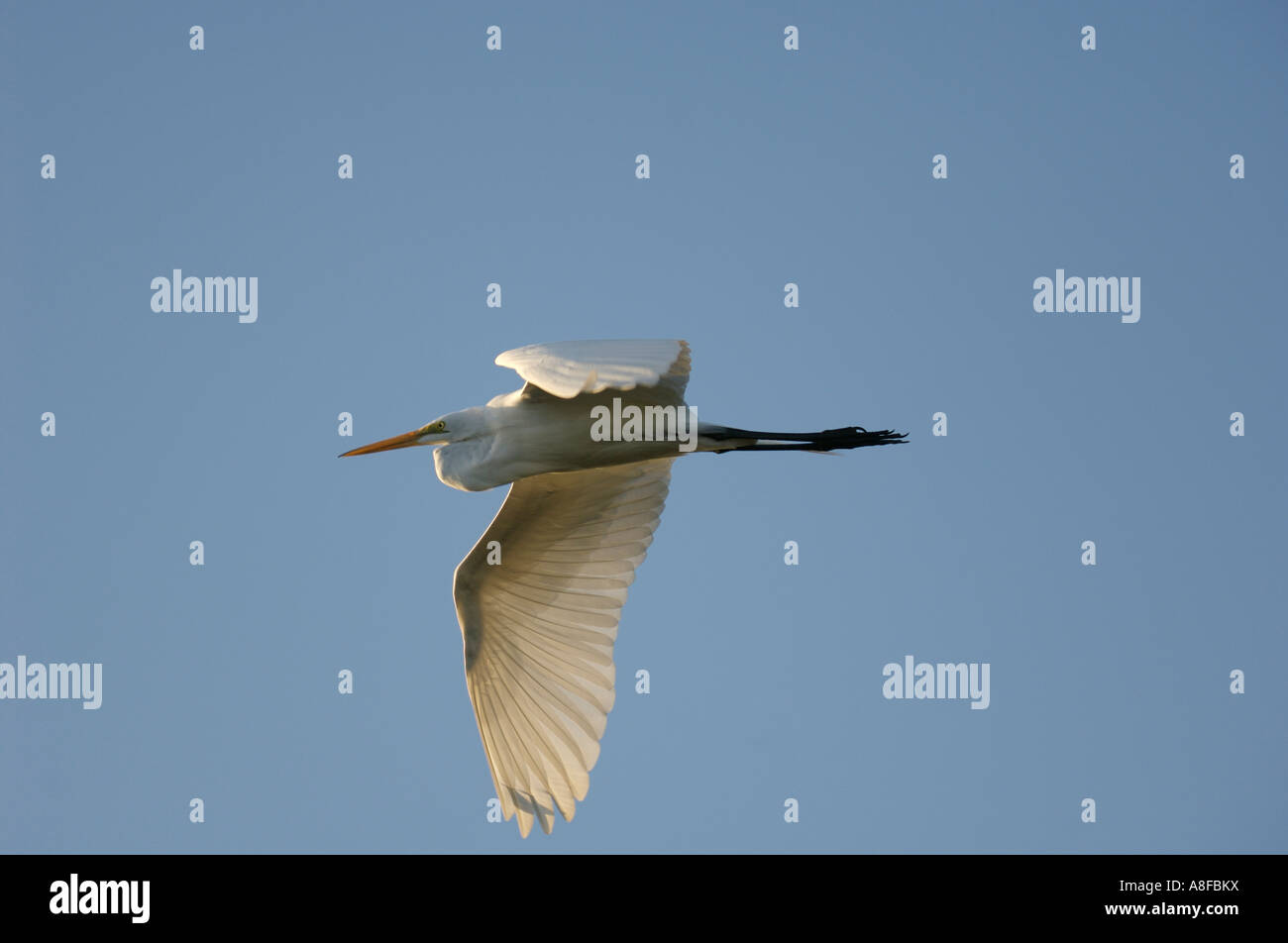 Great Egret Ardea alba in flight Arthur R Marshall National Wildlife ...