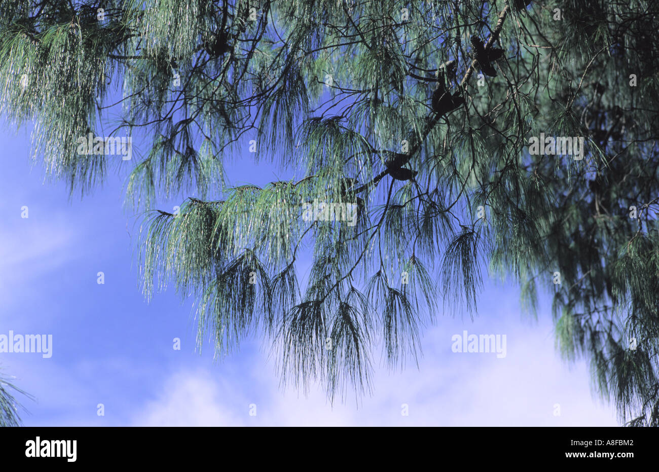 Nepali flora hi-res stock photography and images - Alamy