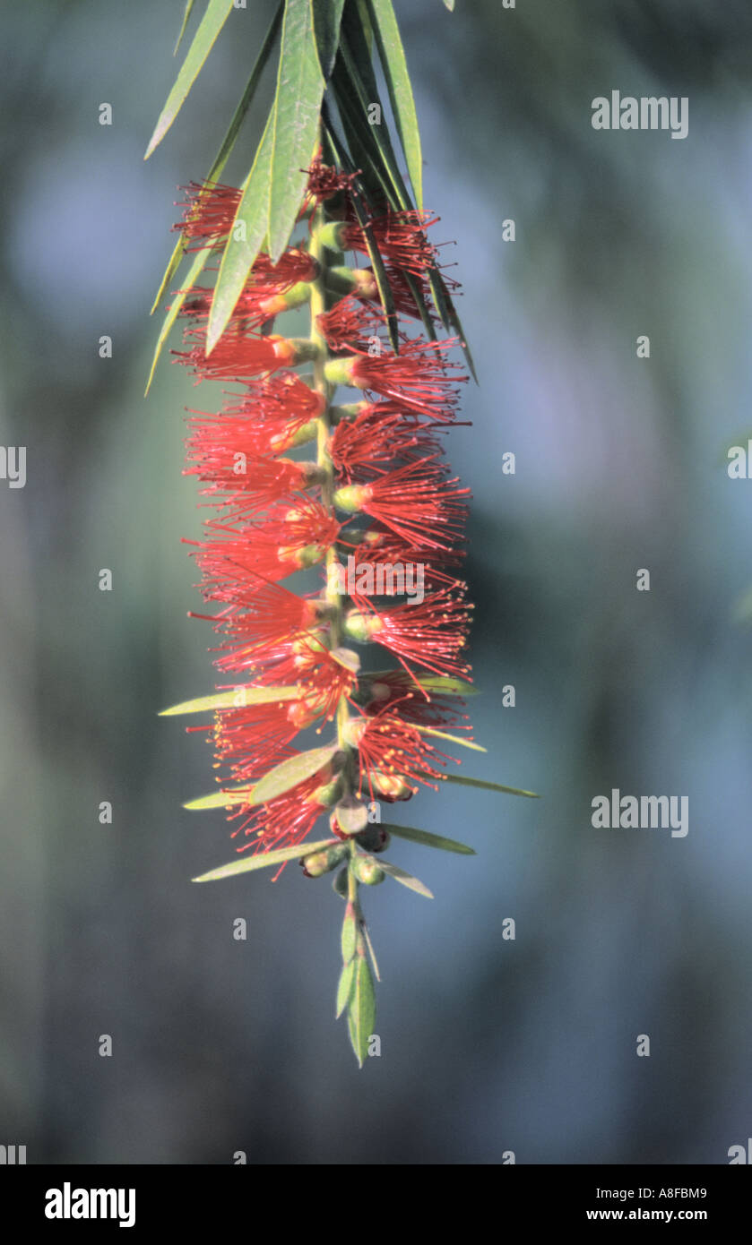 Inflorescence of Callistemon sp Myrtaceae bottle brush in Lamjung ...