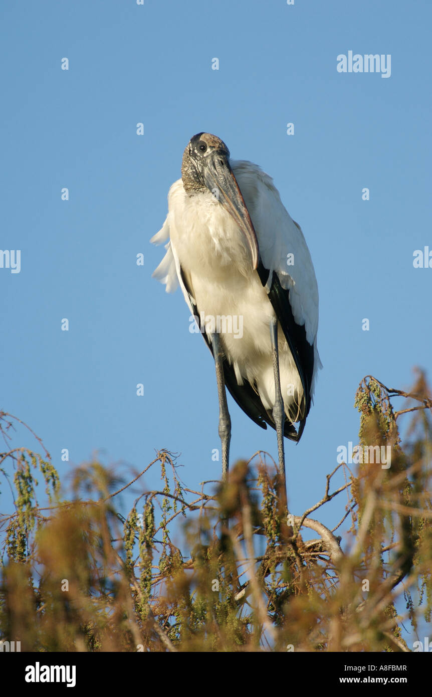 Nature reserve florida usa stork hi-res stock photography and images ...
