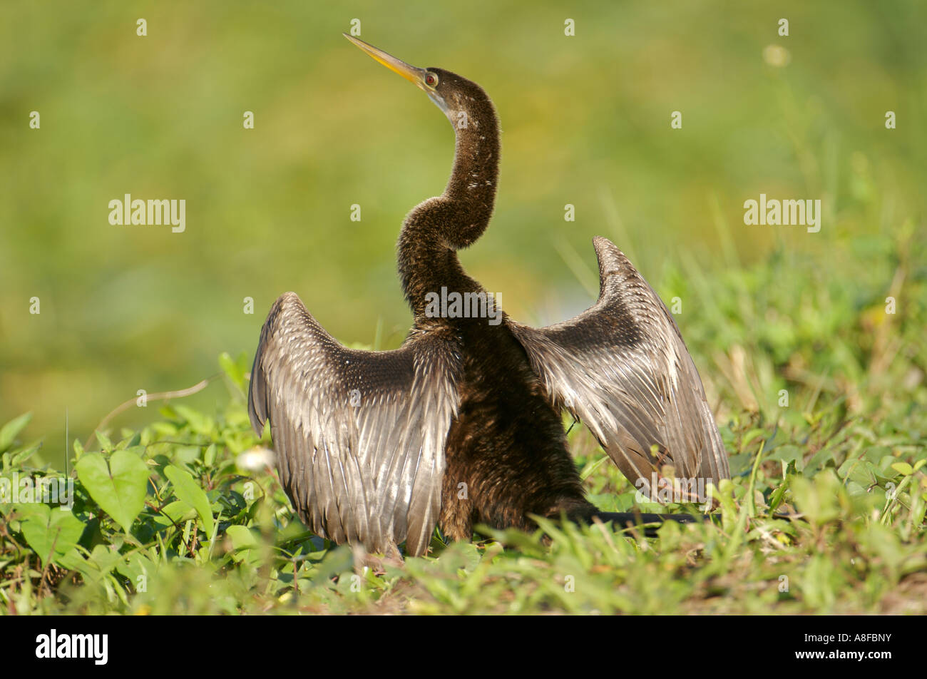 Anhinga spreading its wings hi-res stock photography and images - Alamy