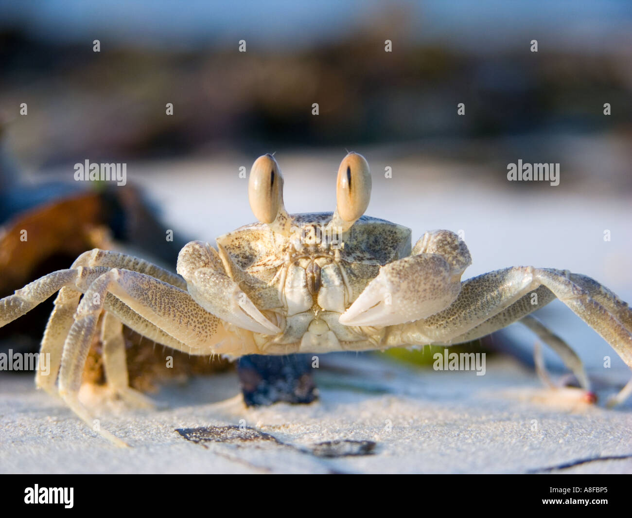 Tall legs crab hi-res stock photography and images - Alamy