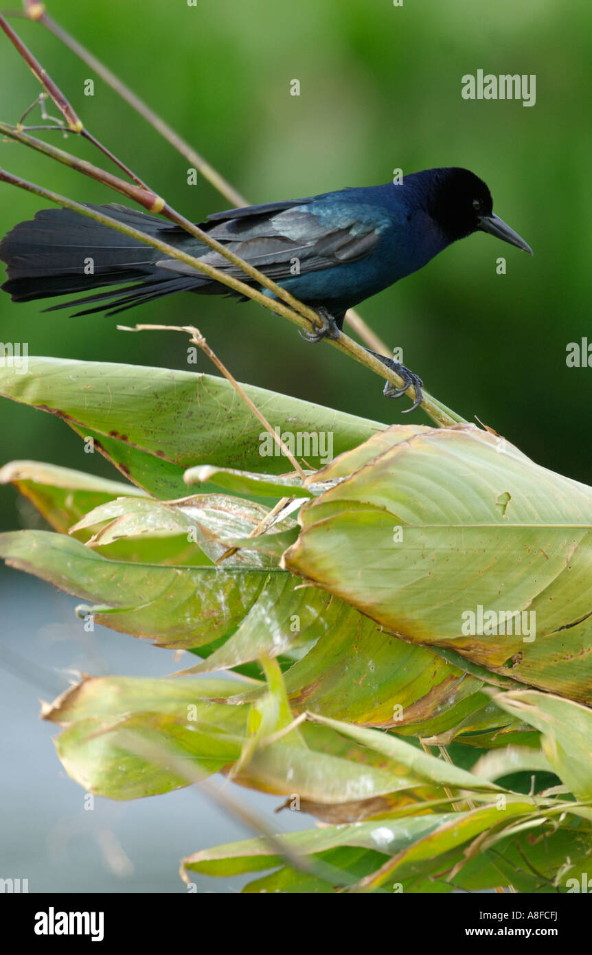 Boat tailed Grackle Quiscalus major Wakodahatchee Wetlands Delray Beach ...