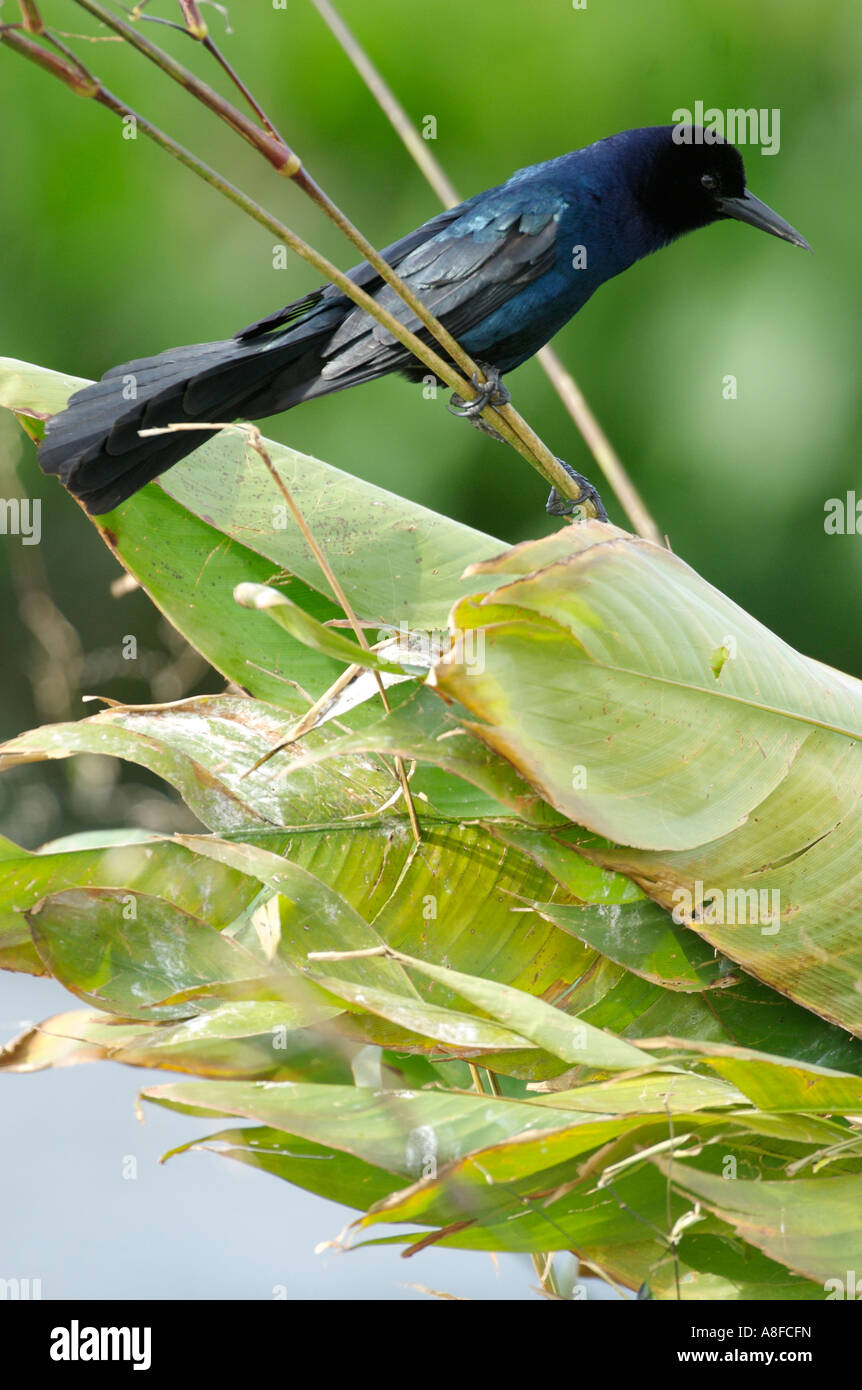 Boat tailed Grackle Quiscalus major Wakodahatchee Wetlands Delray Beach ...