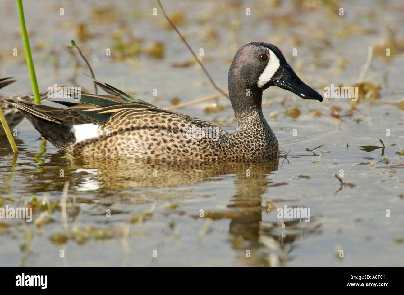 Blue-winged Teal (Anas discors), male, Arthur R Marshall National ...