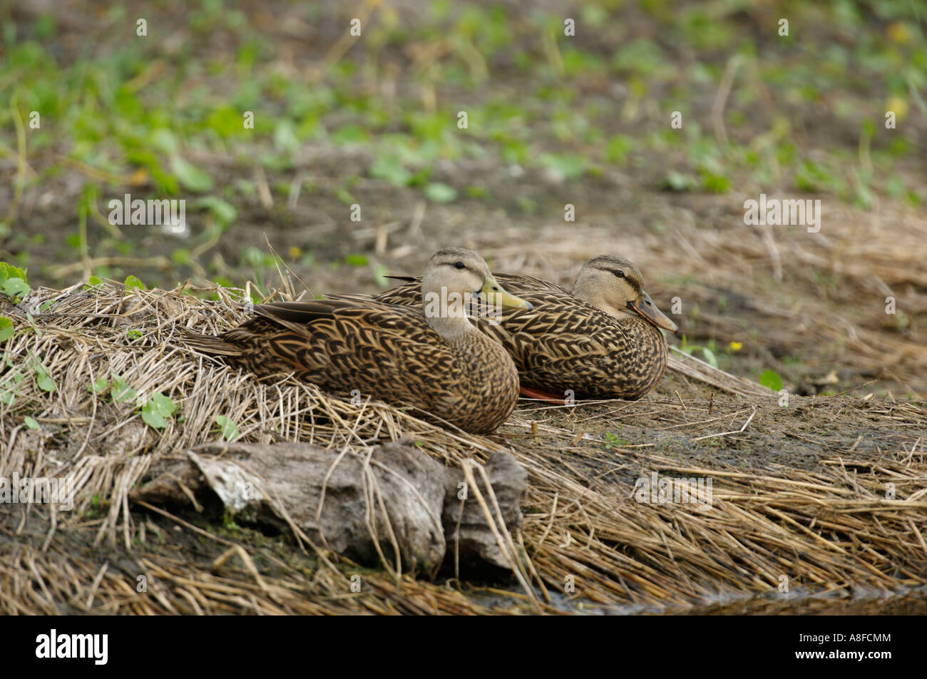 Mottled duck anas fulvigula pair hi-res stock photography and images ...
