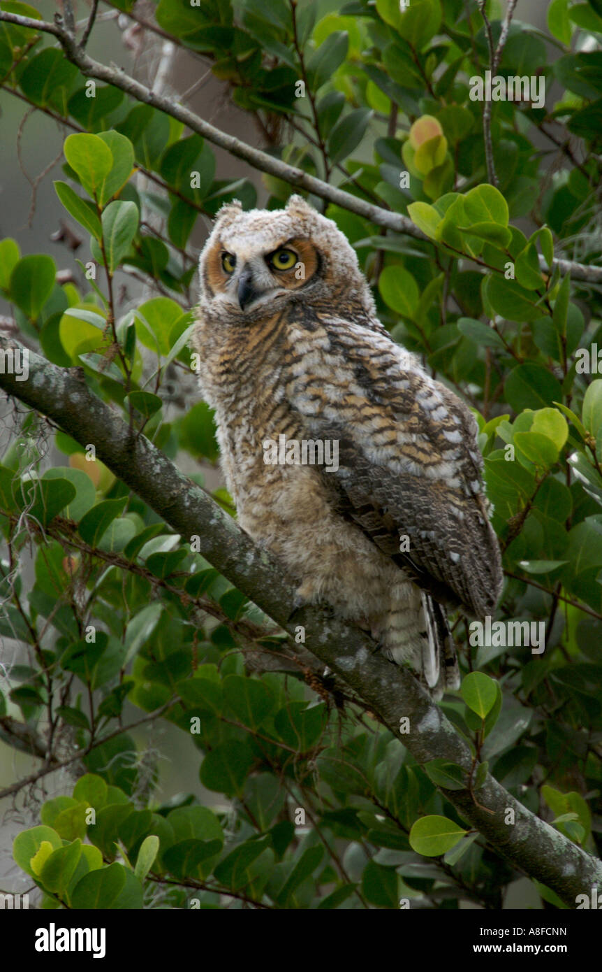 Great Horned Owl Bubo virginianus first day out of nest Arthur R ...