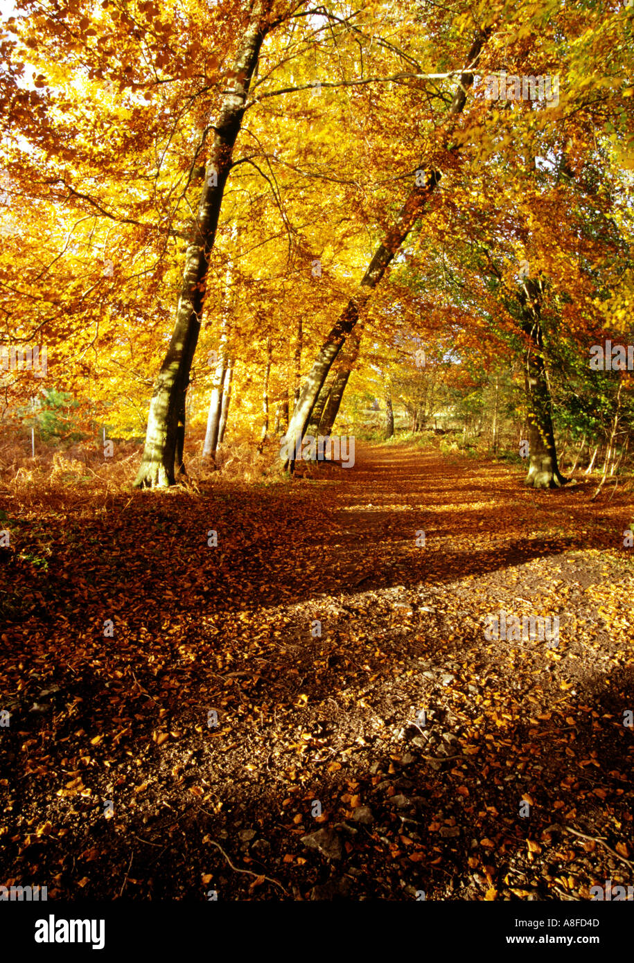 Sunlit autumn forest hi-res stock photography and images - Alamy