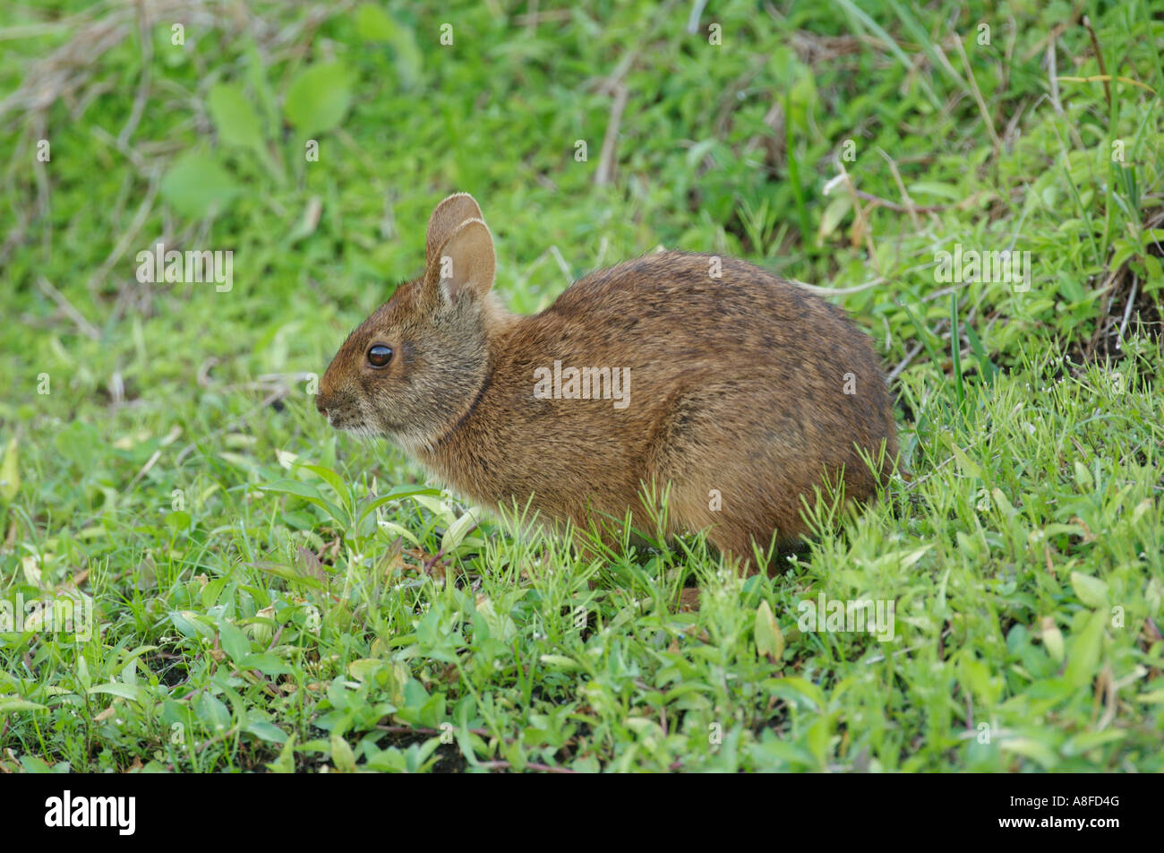 Marsh Rabbit (Sylvilagus palustris) Wakodahatchee Wetlands Delray Beach ...