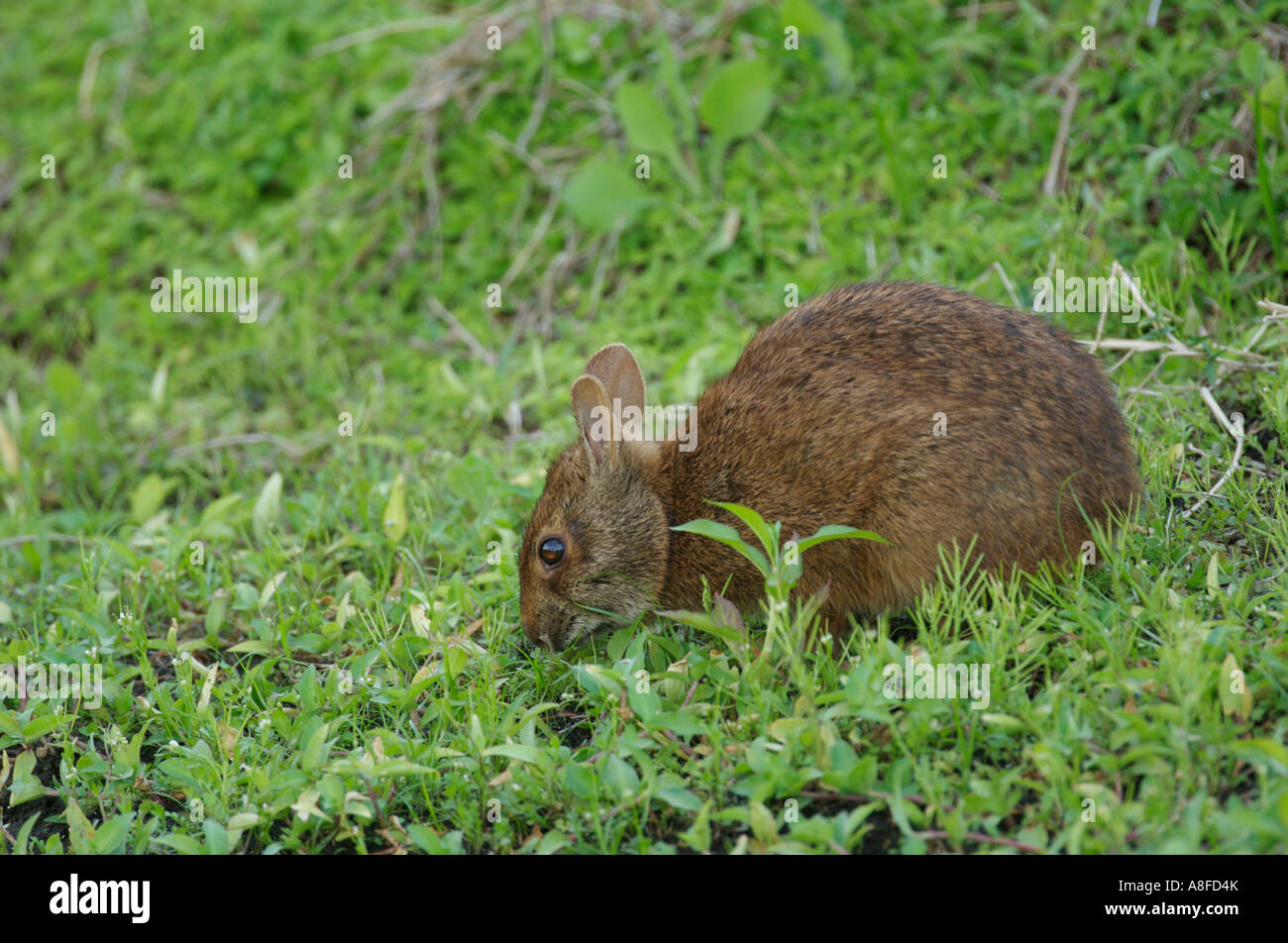 Marsh Rabbit (Sylvilagus palustris) Wakodahatchee Wetlands Delray Beach ...