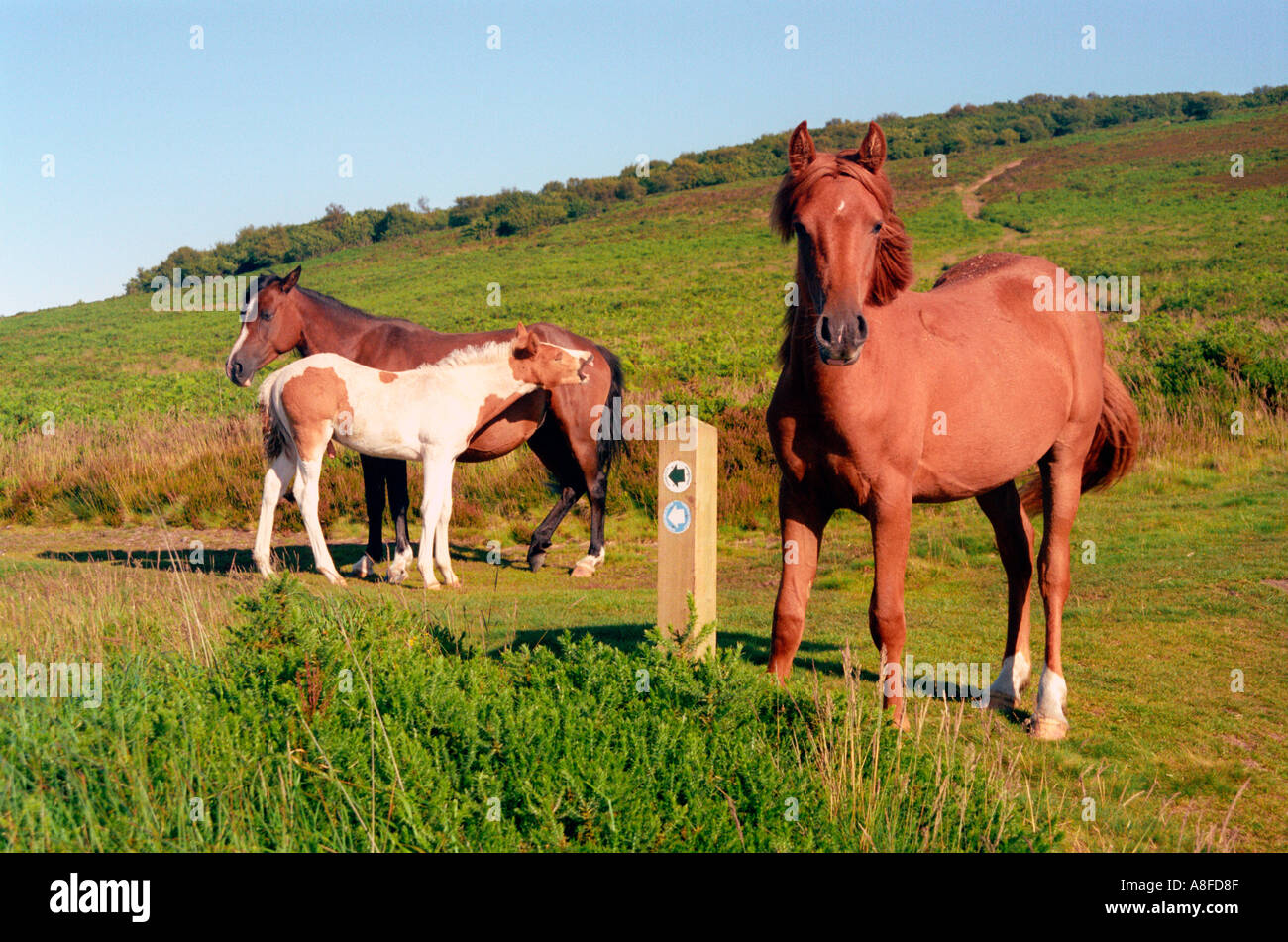 Quantock horse hi-res stock photography and images - Alamy
