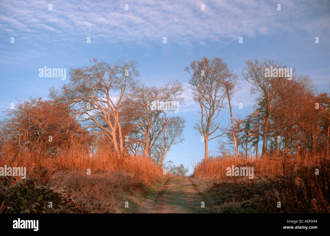 The ridgeway path chiltern hills hi-res stock photography and images ...