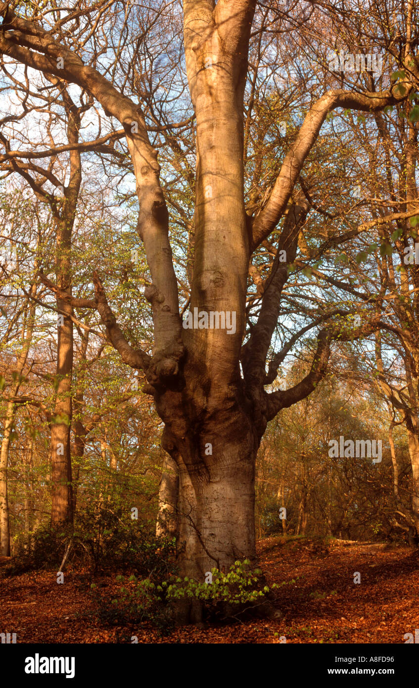 Beech Pollard portrait Stock Photo - Alamy