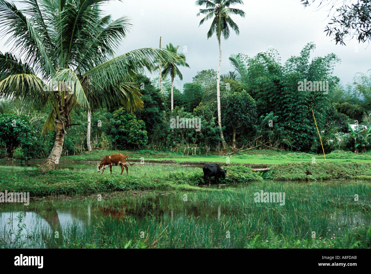 madagascar east coast tropics tropical rice Stock Photo - Alamy