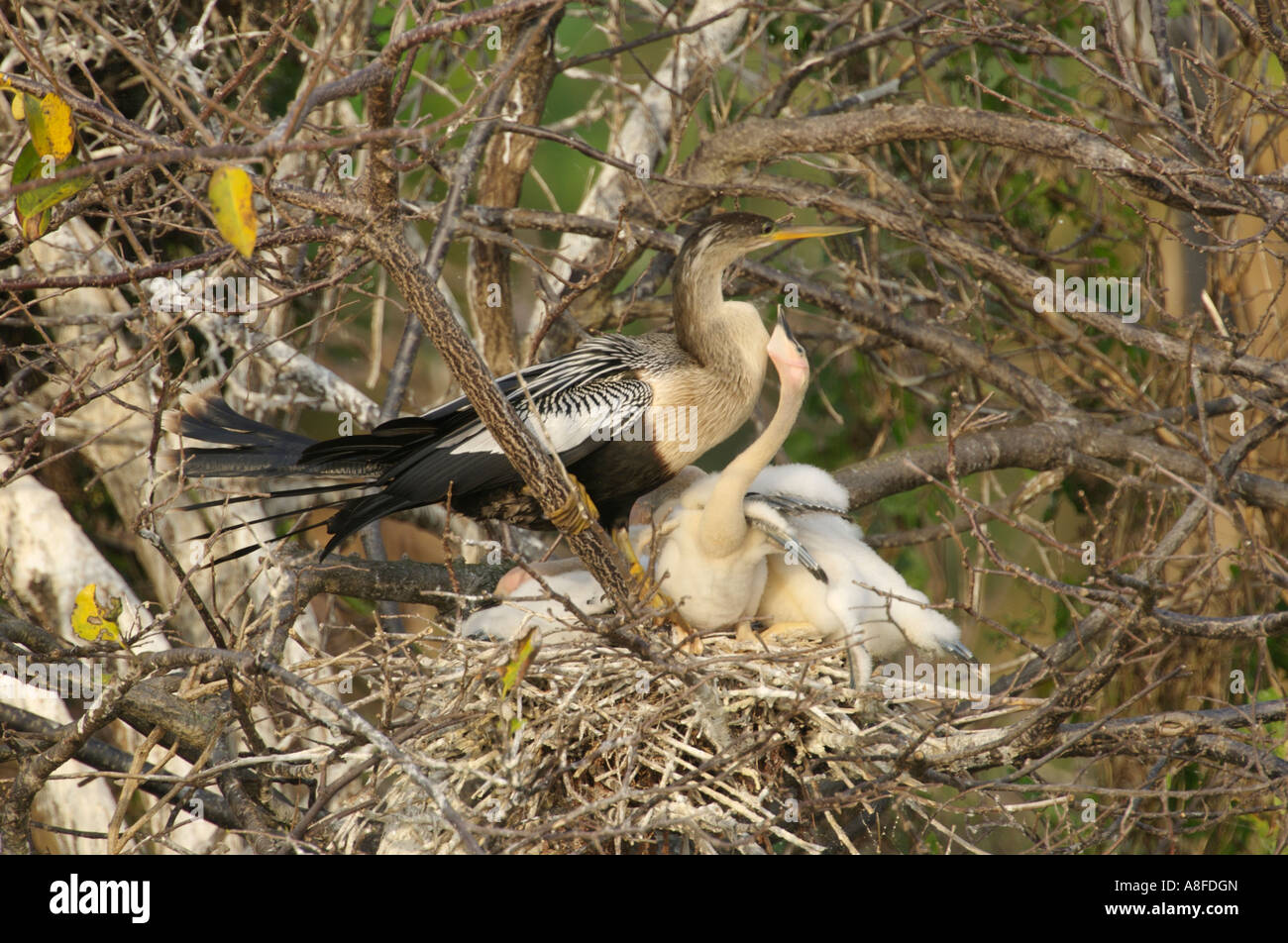 Anhinga (Anhinga anhinga) on nest with three chicks Wakodahatchee ...