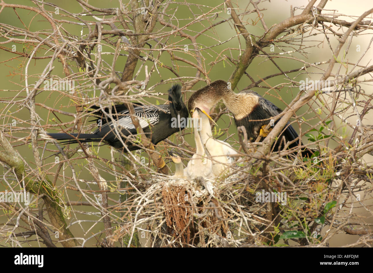 Anhinga (Anhinga anhinga) on nest with three chicks Wakodahatchee ...