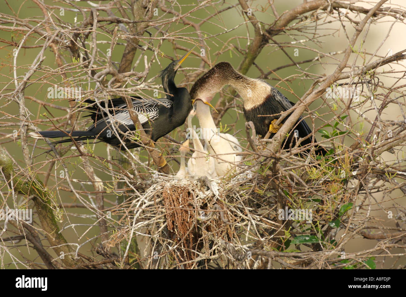 Anhinga (Anhinga anhinga) on nest with three chicks Wakodahatchee ...