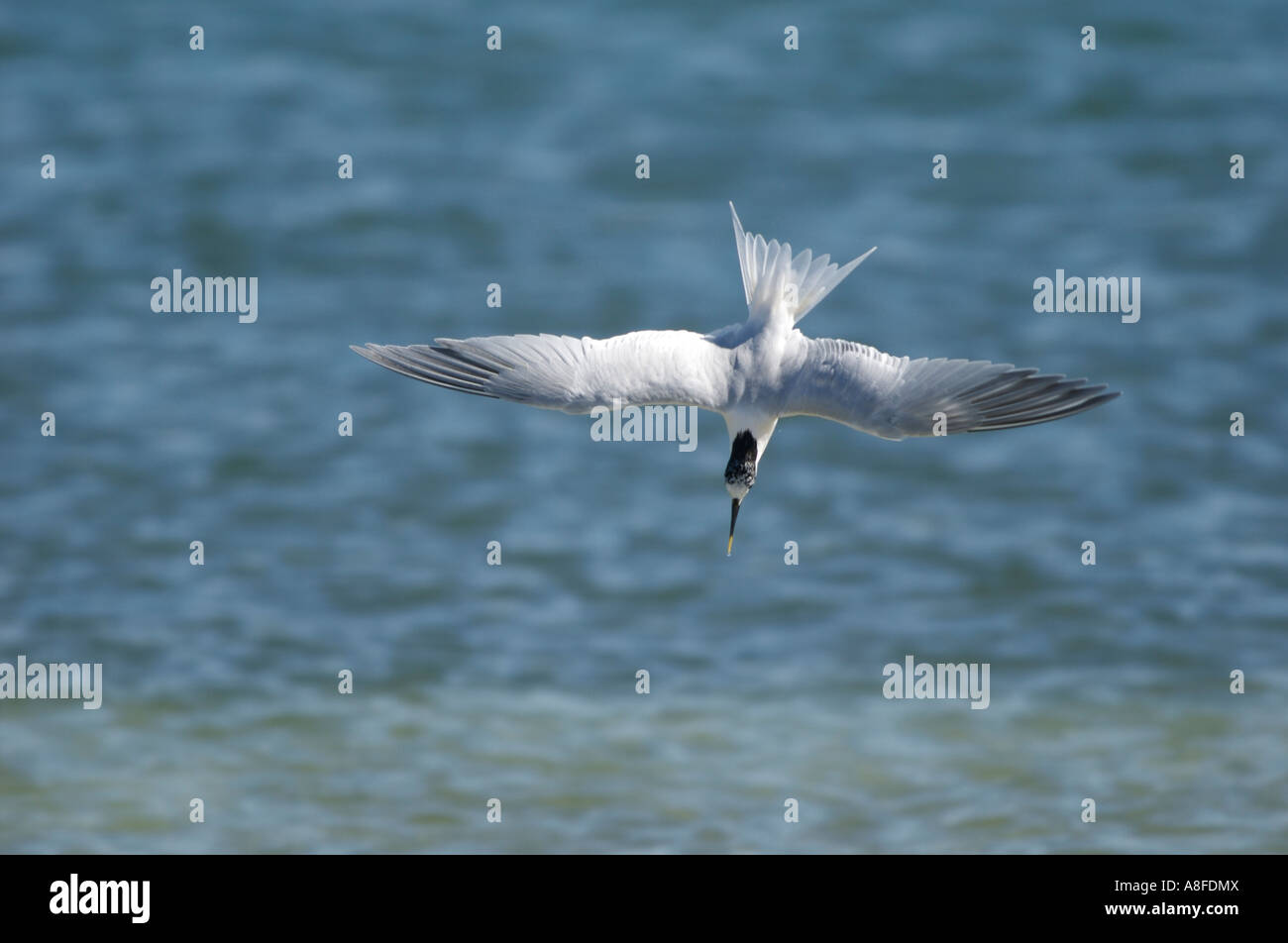 Sandwich Tern (Thalasseus sandvicensis) flying above Causeway between ...