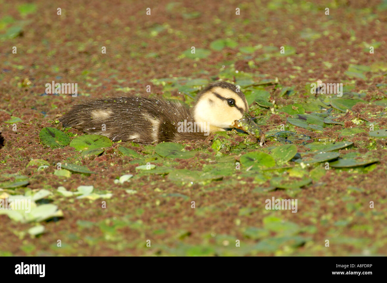 Mottled Duck ducklings (Anas fulvigula) Green Cay Nature Area Delray ...