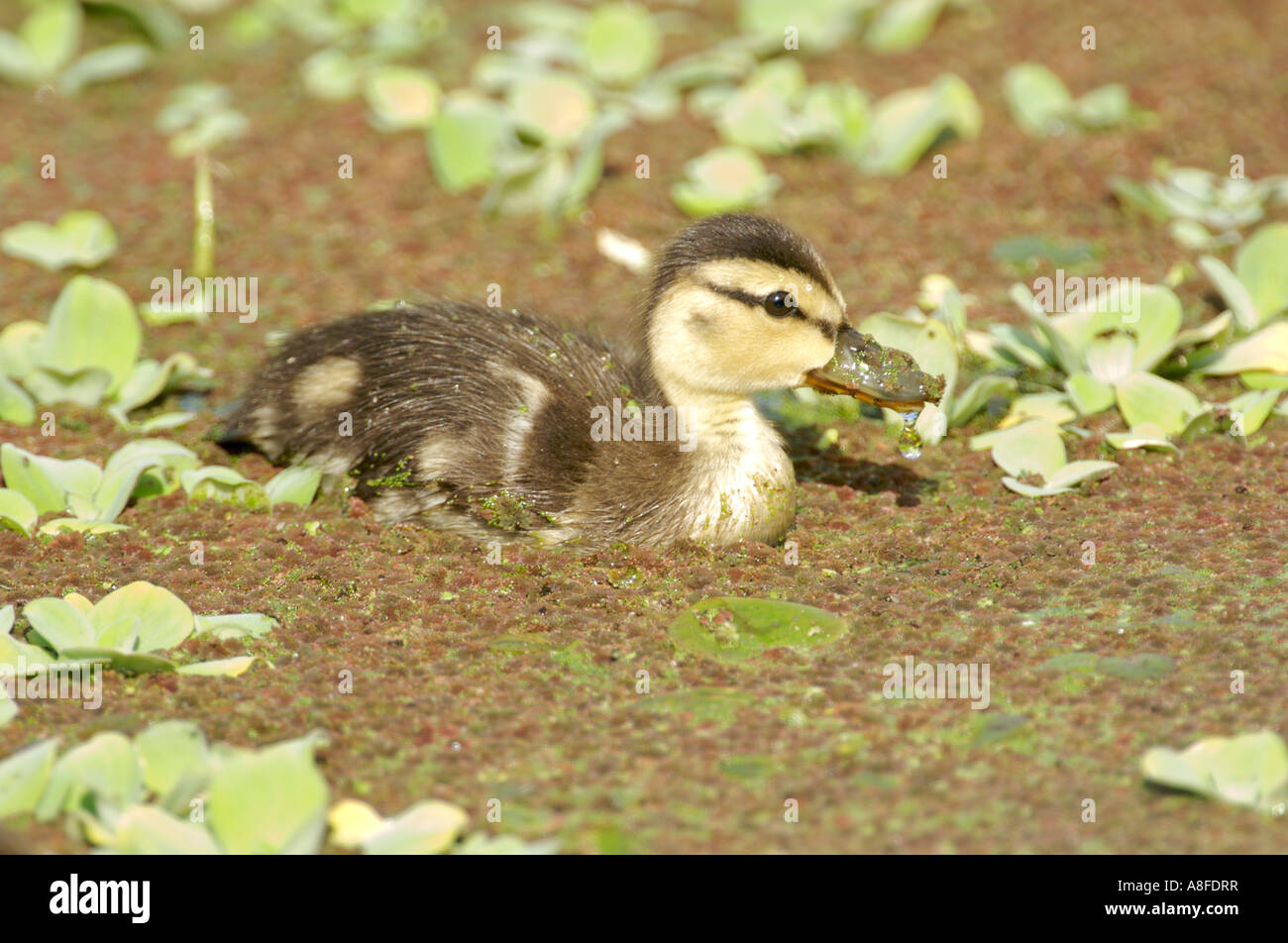 Mottled Duck ducklings (Anas fulvigula) Green Cay Nature Area Delray ...