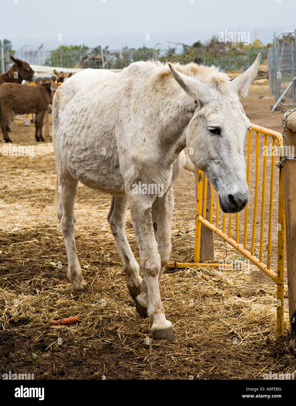 Donkey with ribs showing at sanctuary Nerja Andalucia Spain Stock Photo ...