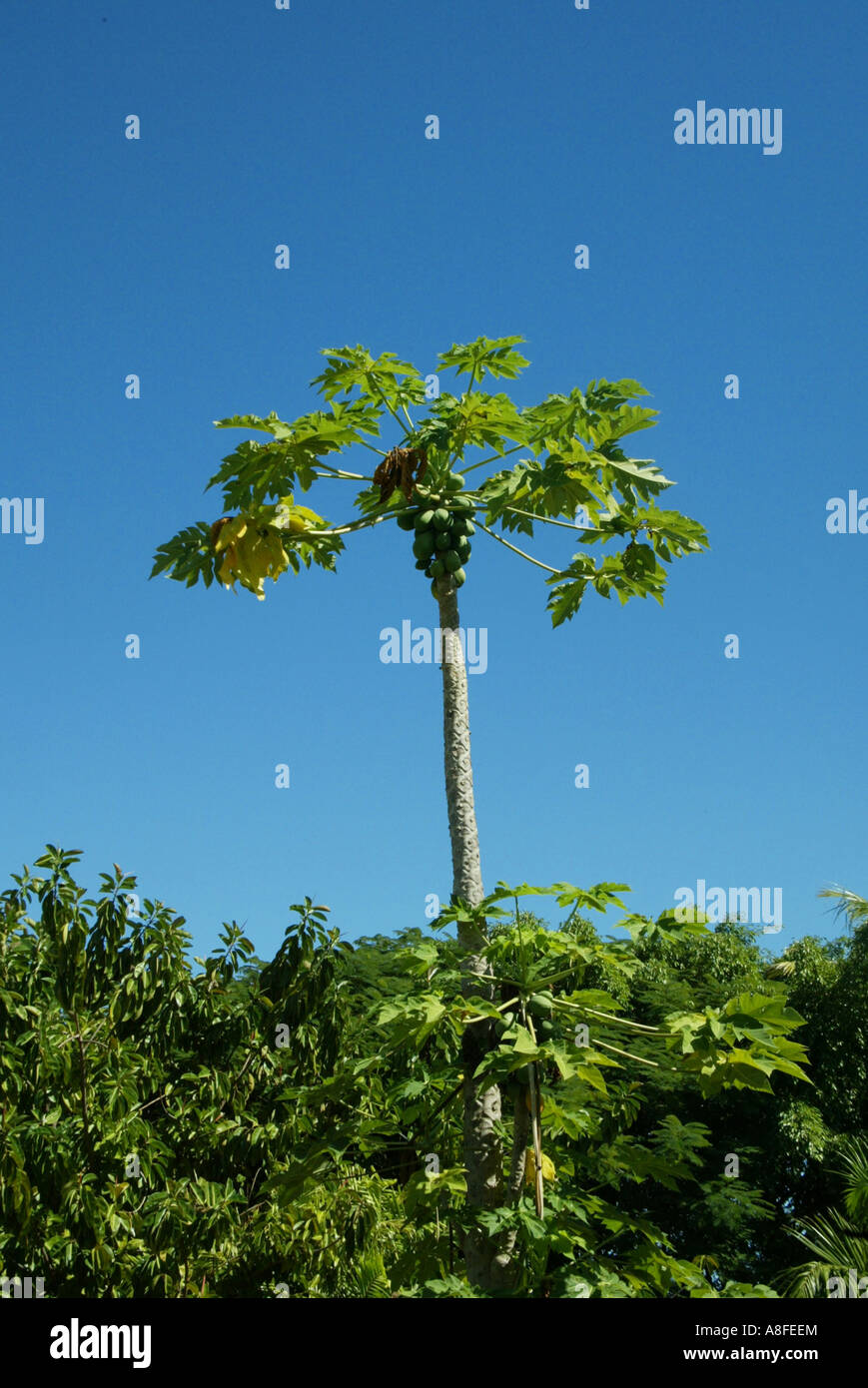 Papaya papaya carica papaya island hi-res stock photography and images ...